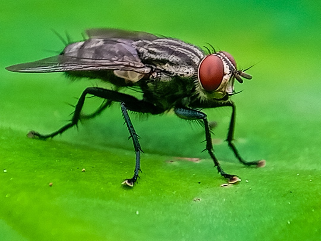 Scientists complete the first full wiring diagram of a fruit fly brain