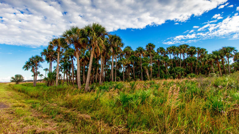 The Most Scenic Trails In Florida (From Serene Boardwalks To Jungle ...