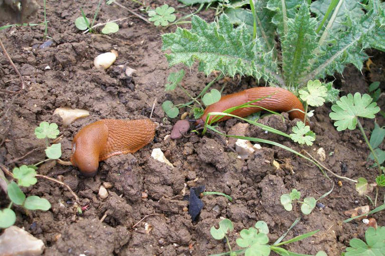 Make slugs and snails 'vanish like magic' from gardens using just one ...