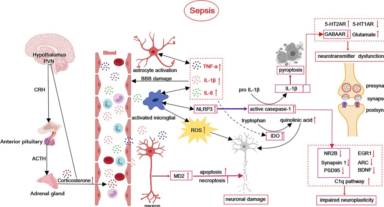 Post-sepsis syndrome: When the body recovers but the brain doesn't