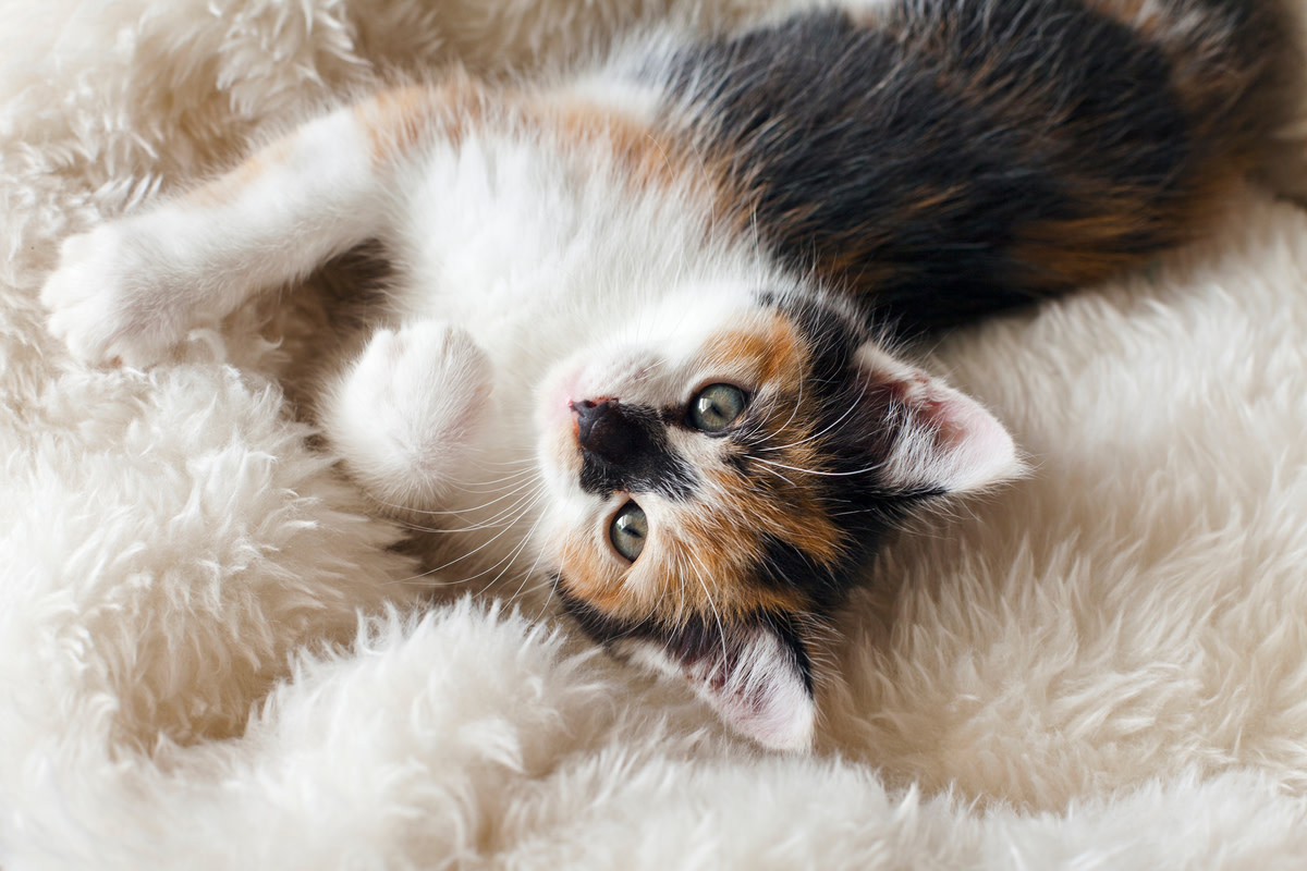 Tiny Calico Kitten's 'Big Girl' Stretches Have People Absolutely Melting