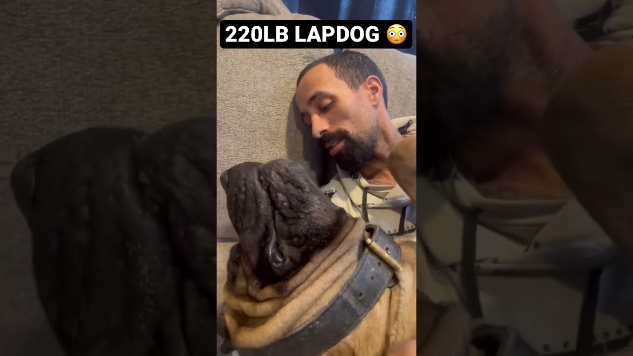 220lb giant pit bull acts like a baby in lapdog mode