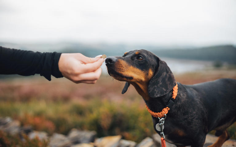 Boost your dog’s health with food that’s ‘worth its weight in gold ...