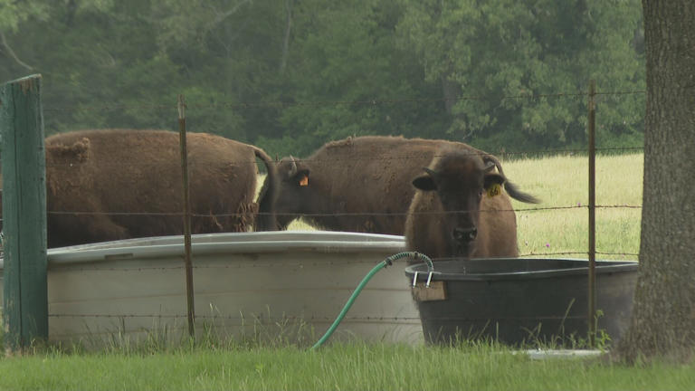How a Brazos Valley bison ranch is helping its herd stay cool in the heat
