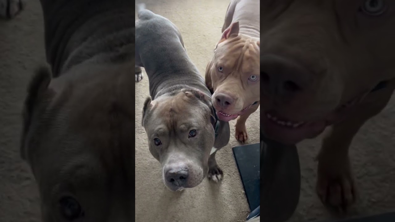 Pit bulls attempt to fool owner into thinking they are chill