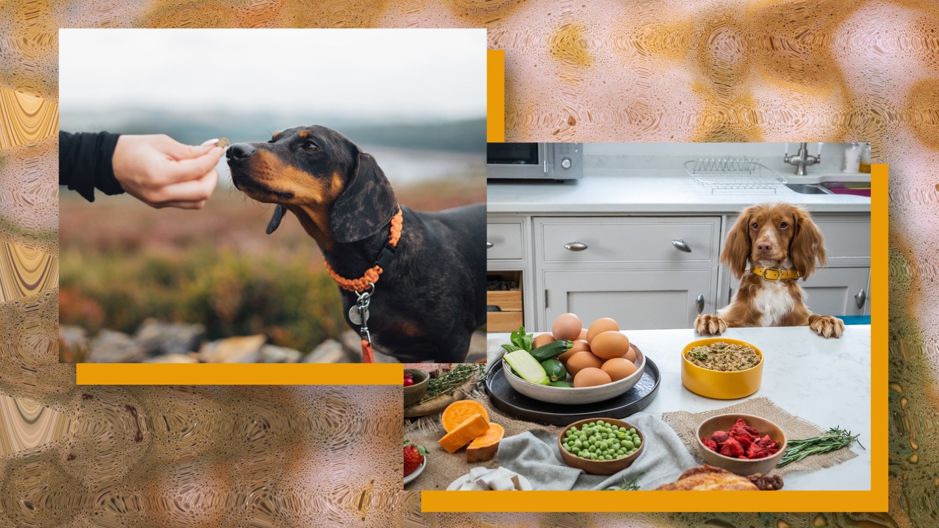Boost your dog’s health with food that’s ‘worth its weight in gold ...