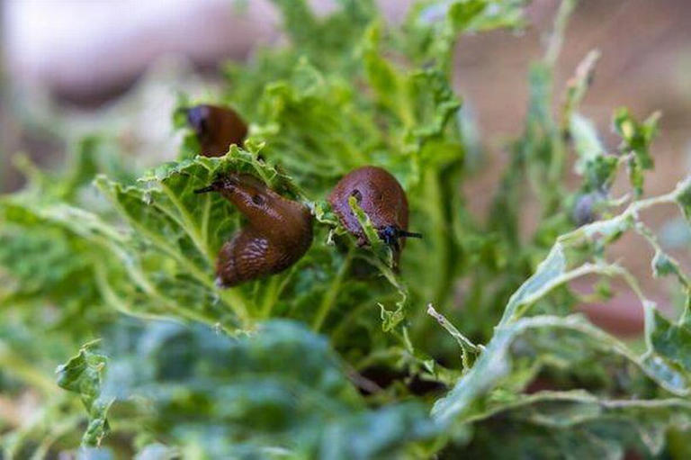 Make slugs and snails 'vanish like magic' from gardens using just one ...