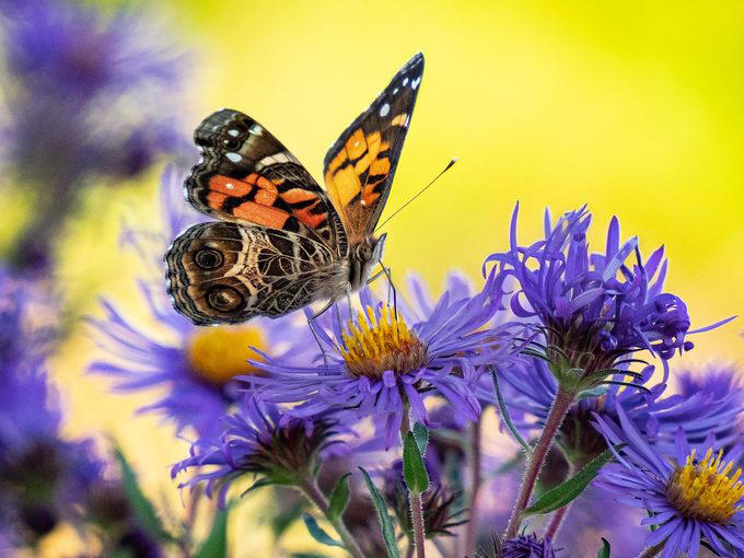 How to Identify an American Lady Butterfly