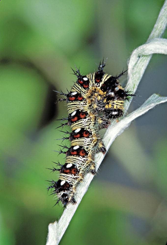 How to Identify an American Lady Butterfly