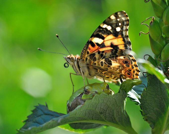 How to Identify an American Lady Butterfly