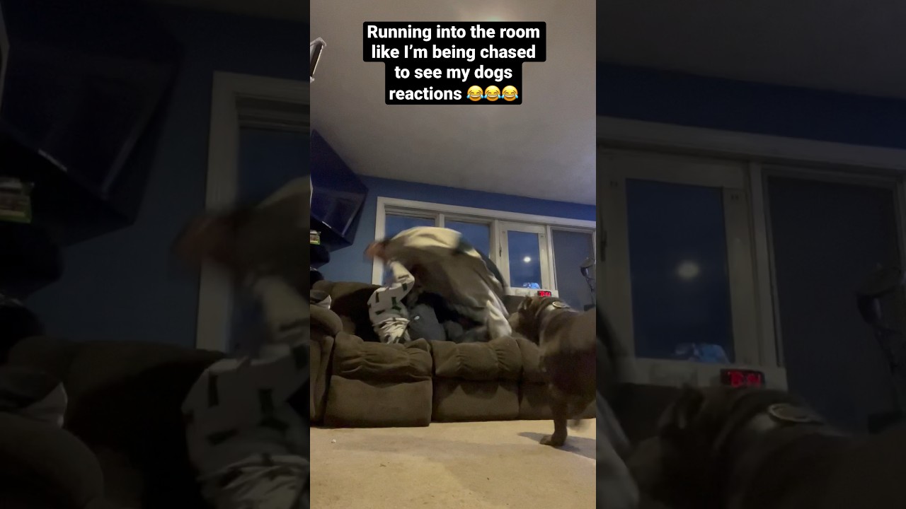 Pretending to be chased to test how my pit bulls react