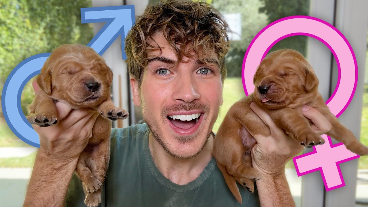 I reveal the genders of all eleven golden retriever puppies