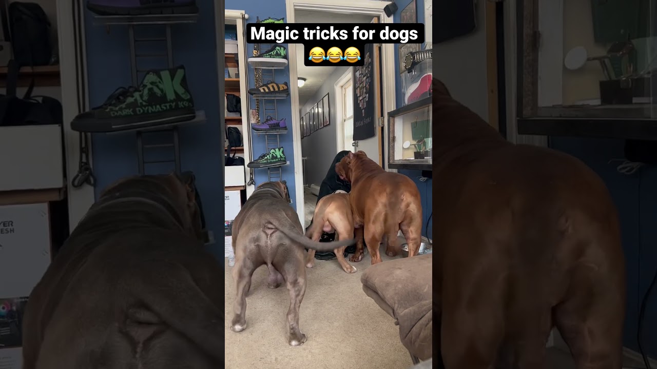 Performing magic tricks for my very curious dogs