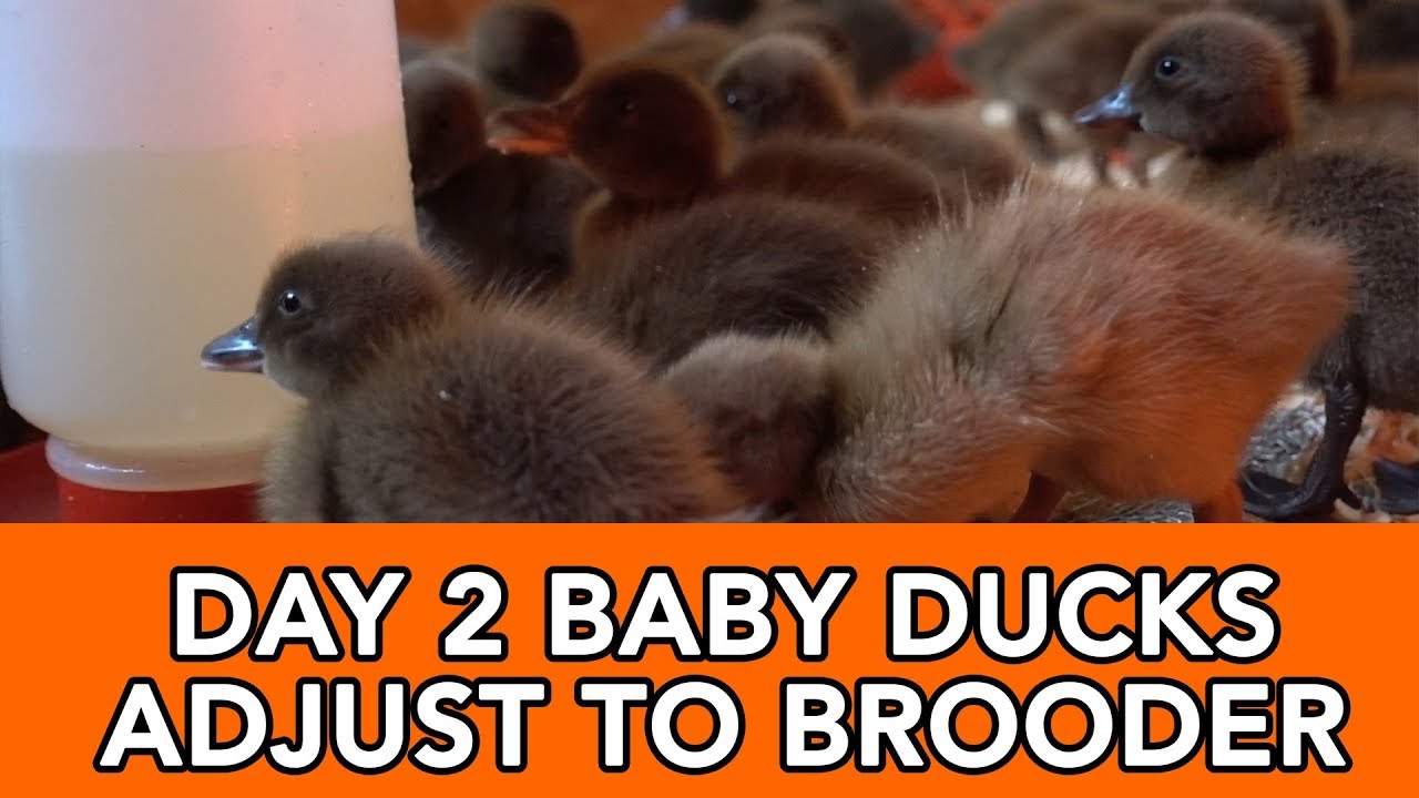 Day Two Raising Baby Ducks: Farm Life Insights