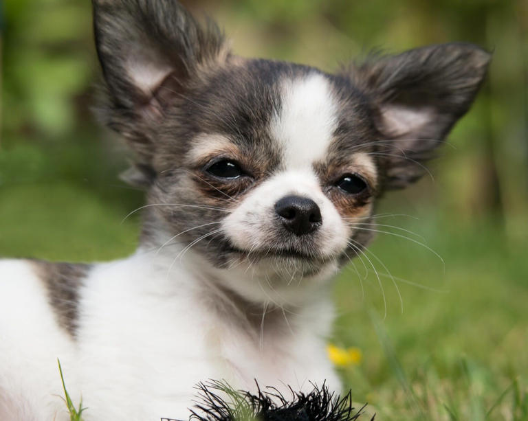 Top 10 Most Aggressive Dog Breeds: Vet Training Tips