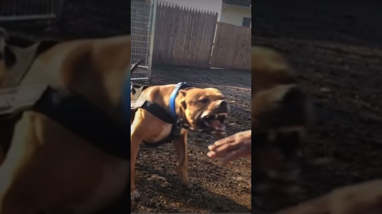 Trained protection dog shows a full mouth of sharp teeth