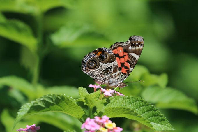 How to Identify an American Lady Butterfly