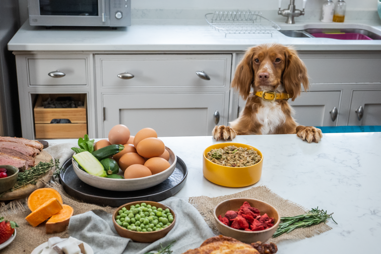 Dog owners are raving over this 'life-changing', budget-friendly pet food