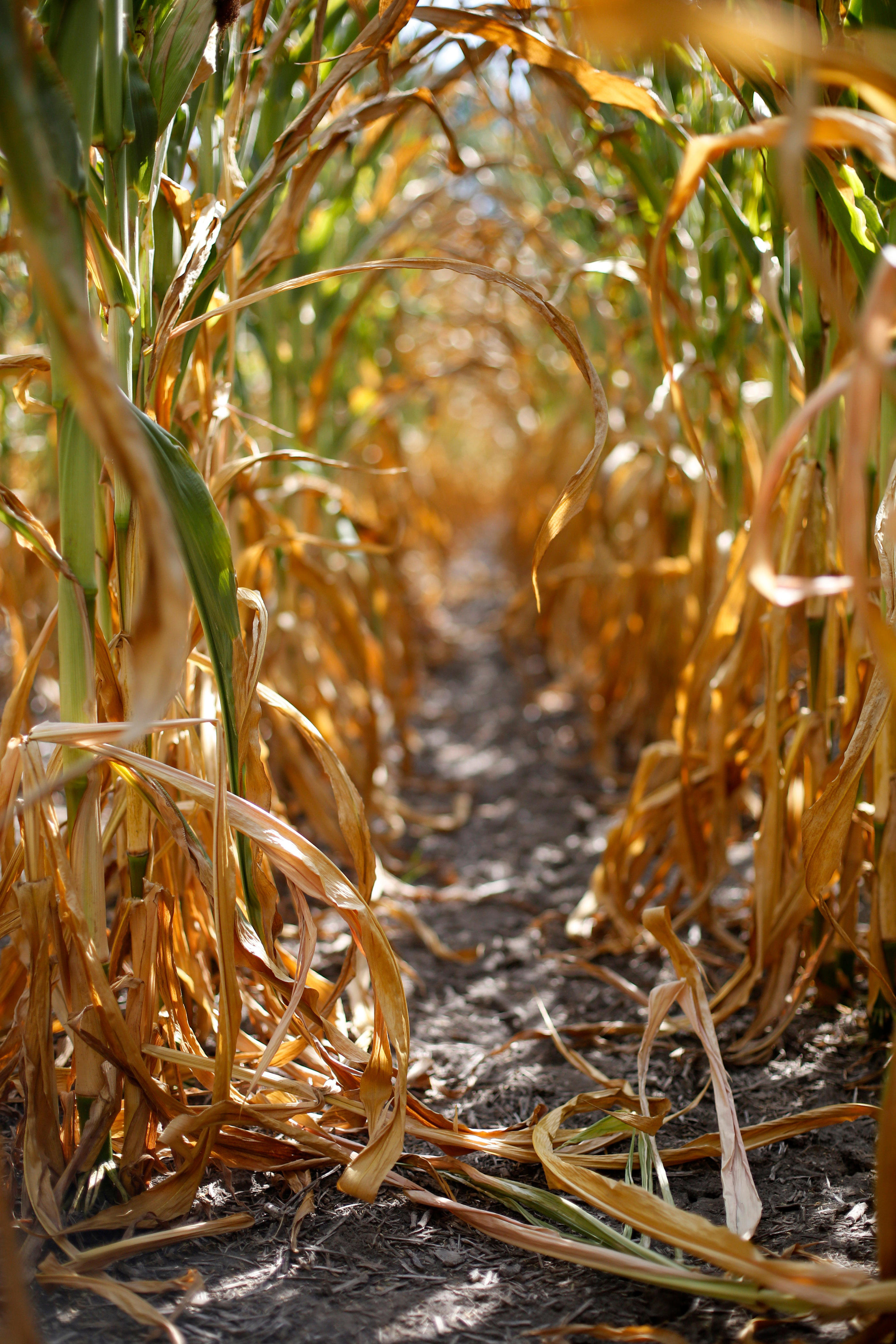 Iowa Drought Monitor: Rainfall across state improves conditions. See where: