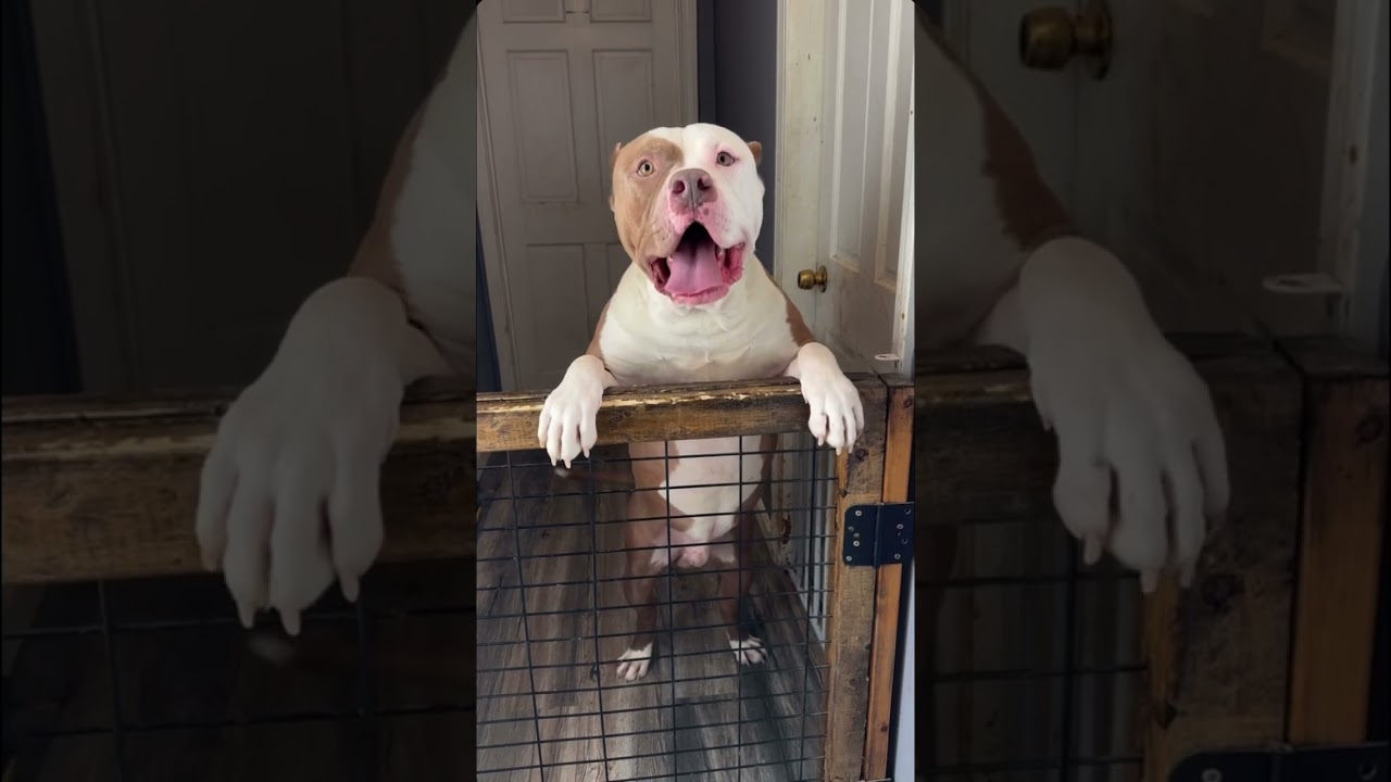 My dog could easily escape his pen whenever he chooses to