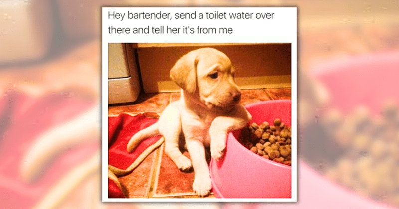 24 Howlarious Doggo Memes to Celebrate Pupper Day