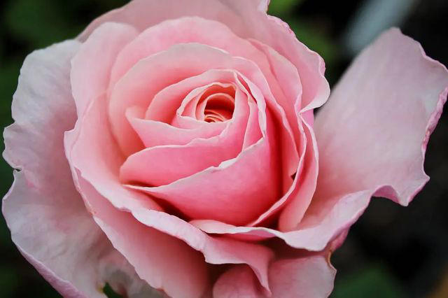 7 Celebrity-Inspired Flowers That Deserve a Spot in Your Garden