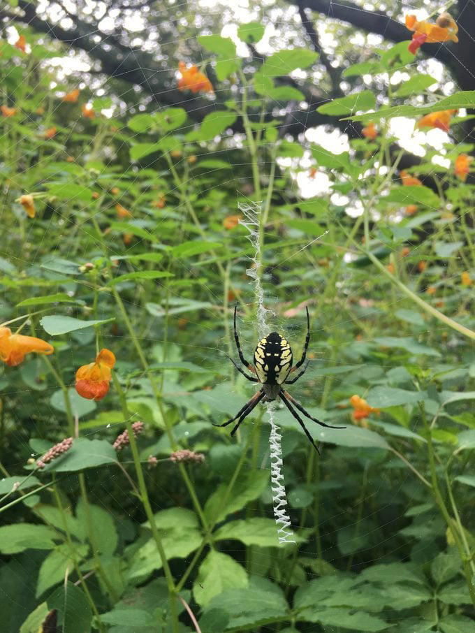 7 Fascinating Garden Spider Facts