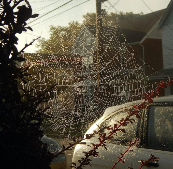 7 Fascinating Garden Spider Facts