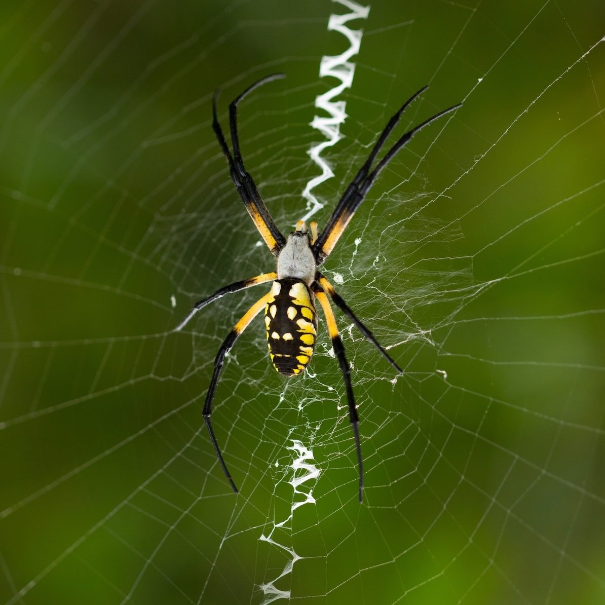 7 Fascinating Garden Spider Facts