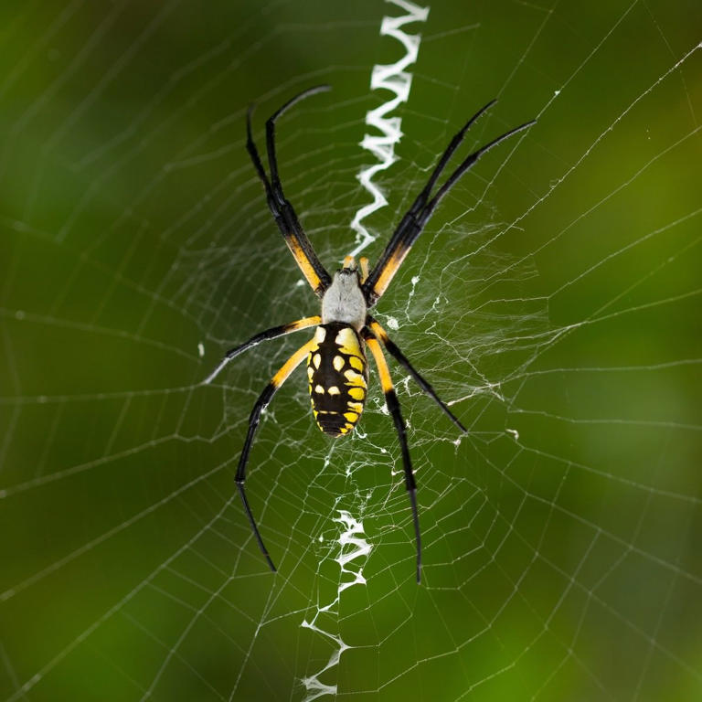 7 Fascinating Garden Spider Facts