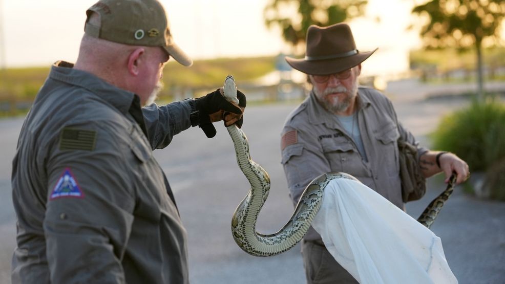 Florida Python Challenge returns with a slithery showdown in 2025