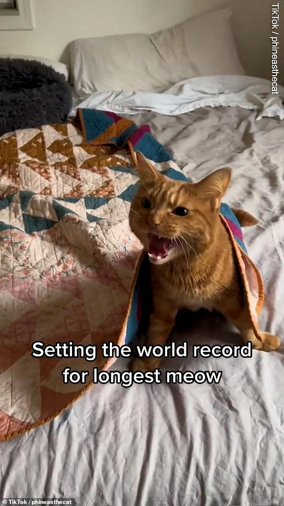 Eight out of 10 ginger cats are male - and scientists have finally ...