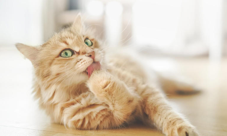 Eight out of 10 ginger cats are male - and scientists have finally ...