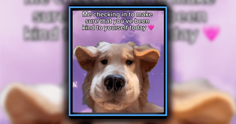 22 Cute Critter Memes to Make Your Heart Flutter