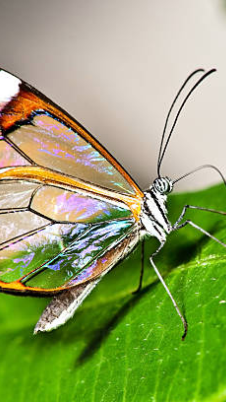 10 transparent animals that are nearly invisible