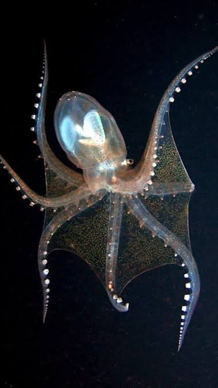 10 transparent animals that are nearly invisible