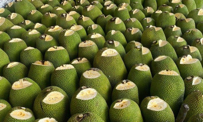 Thai jackfruit price tumbles to 15 US cents per kilogram in Vietnam