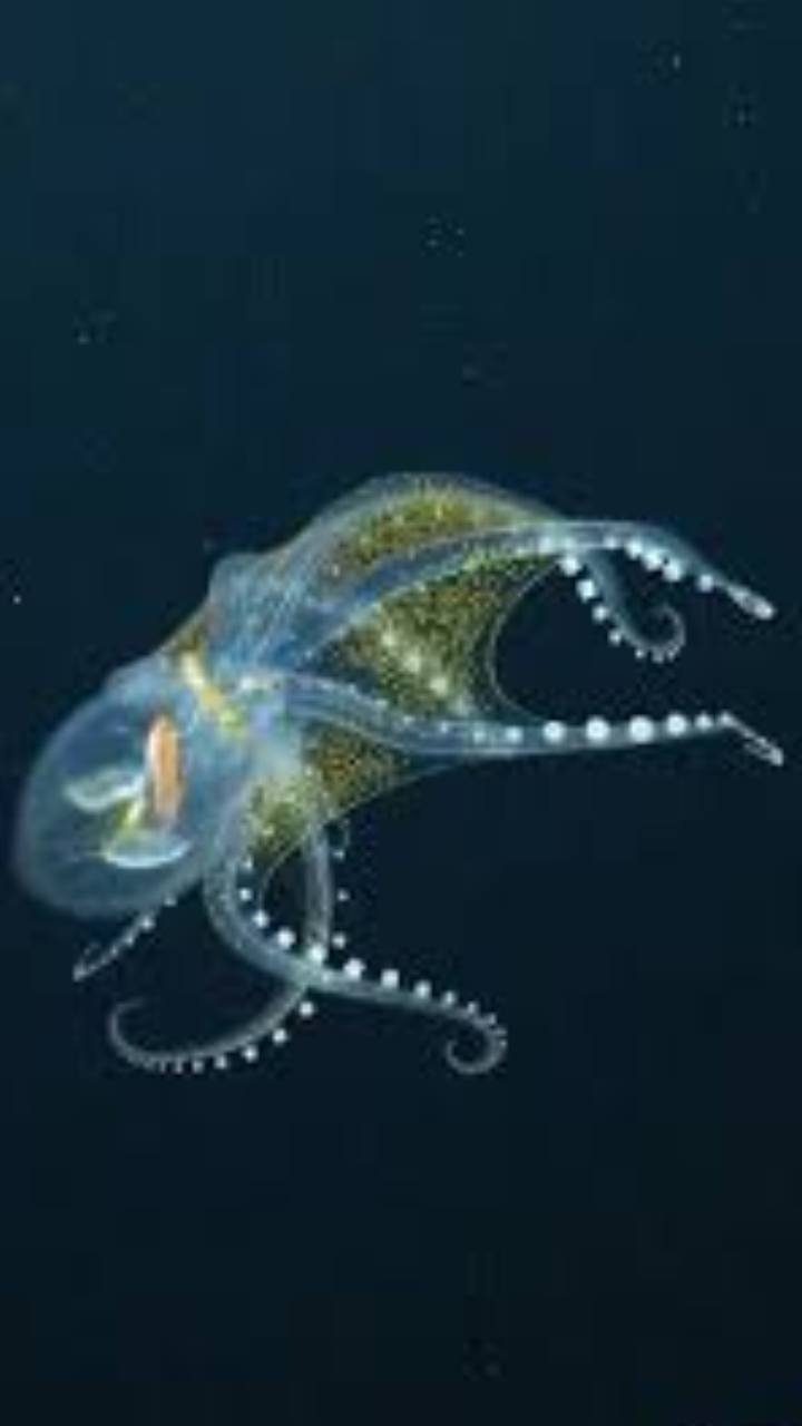 10 transparent animals that are nearly invisible