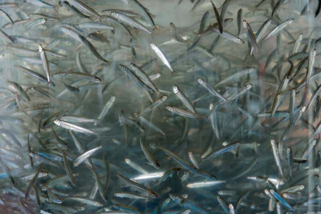 Researchers determine culprit after observing fish mysteriously ...