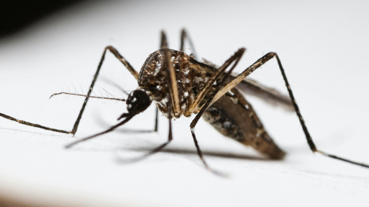 National Dengue Day 2025: Theme, Importance, Significance, and Origin