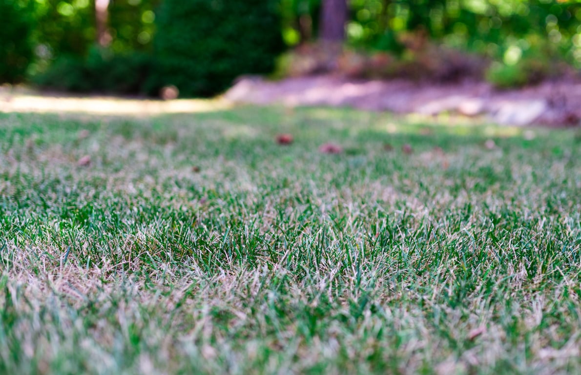 Why your grass is brown and dying no matter how much you water it