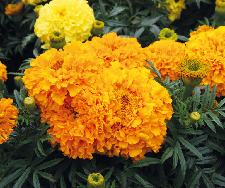 How to grow marigolds from seed – a step-by-step guide to cultivating ...
