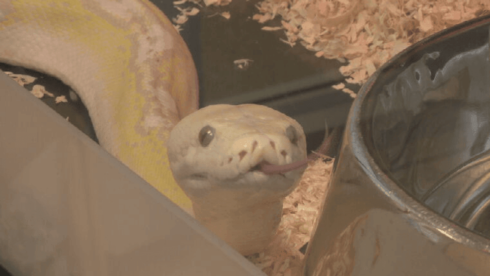 No one has claimed illegal python found in grass