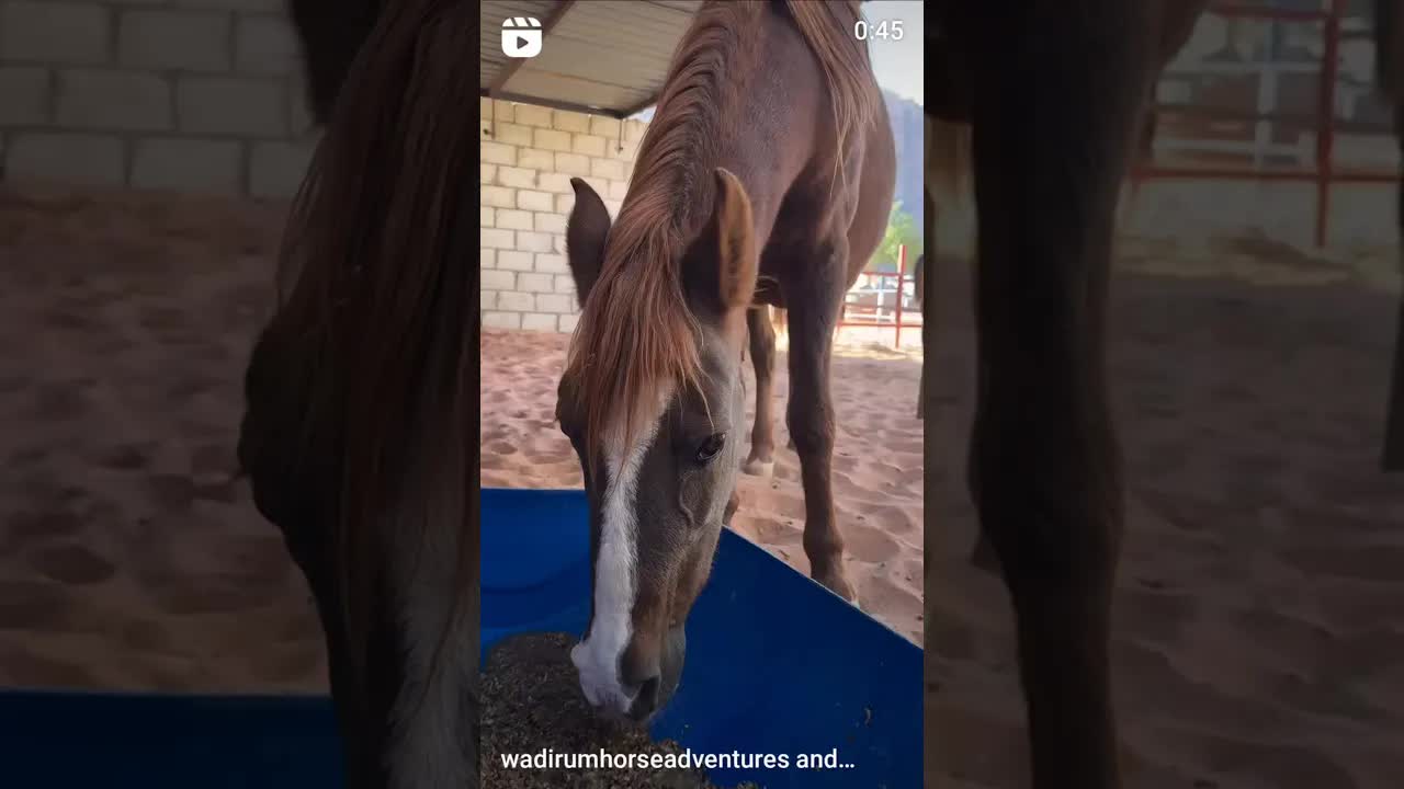 HORSE ASMR After a few days of adventure, our horses enjoy a treat ...
