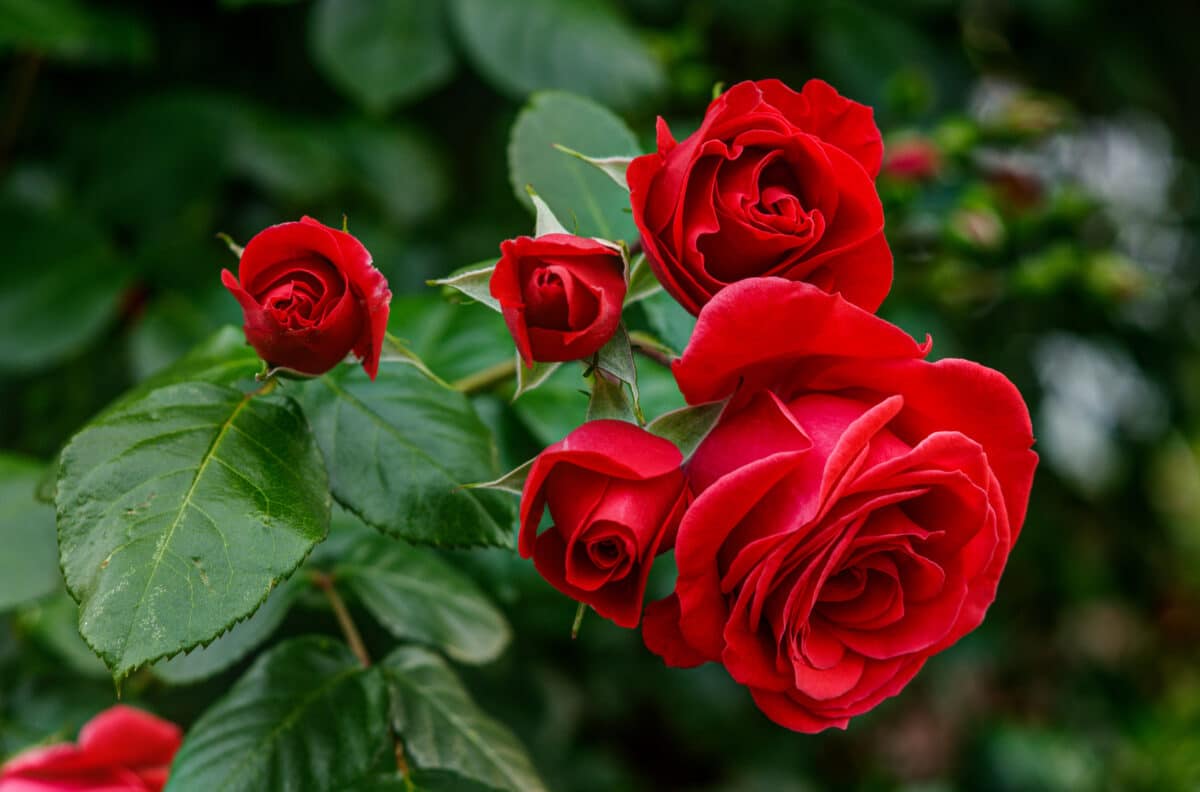 Scientists Finally Solve The Mystery Behind Rose Petals’ Unique Shape