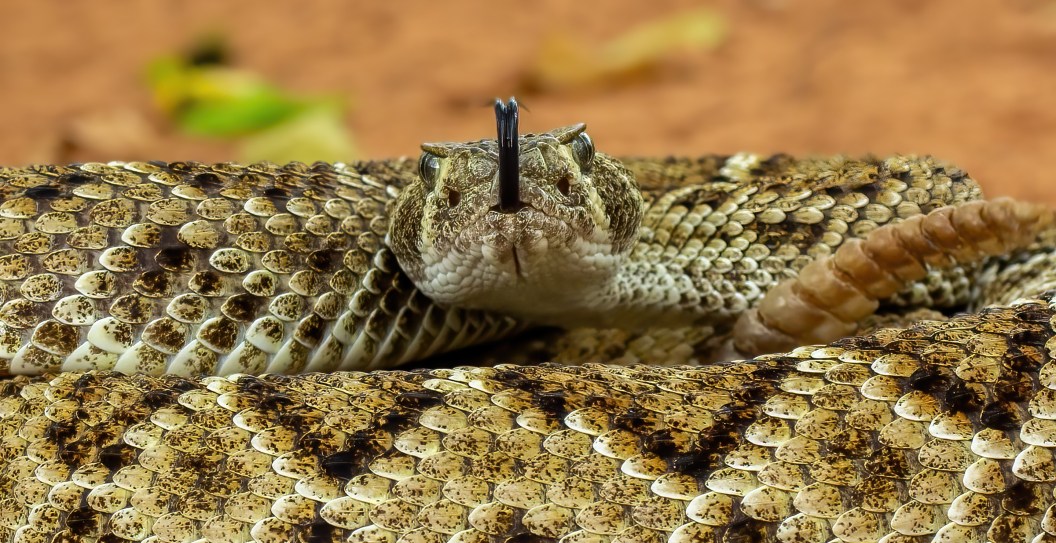Horrific Side Effects Woman Experienced After Getting Rattlesnake Bit ...