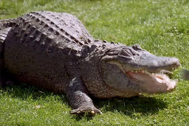 Adam Sandler Honors His Alligator Costar from “Happy Gilmore ”After 80 ...