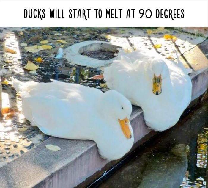 11 Fake Animal Facts that are Funny and Ridiculous