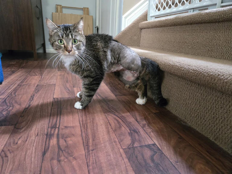 Edmonton six-legged cat on the mend after surgery