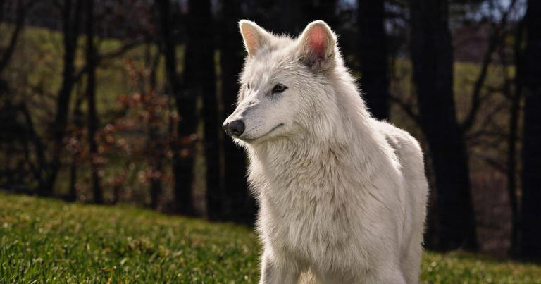 How Colossal Biosciences’ Dire Wolf De-Extinction Advances Conservation ...